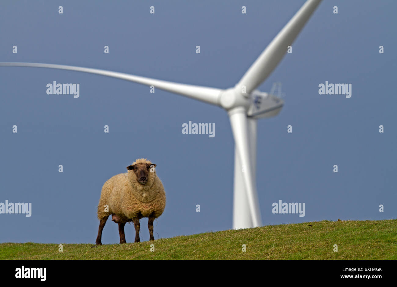 Sheep with wind power station and blue sky Stock Photo - Alamy