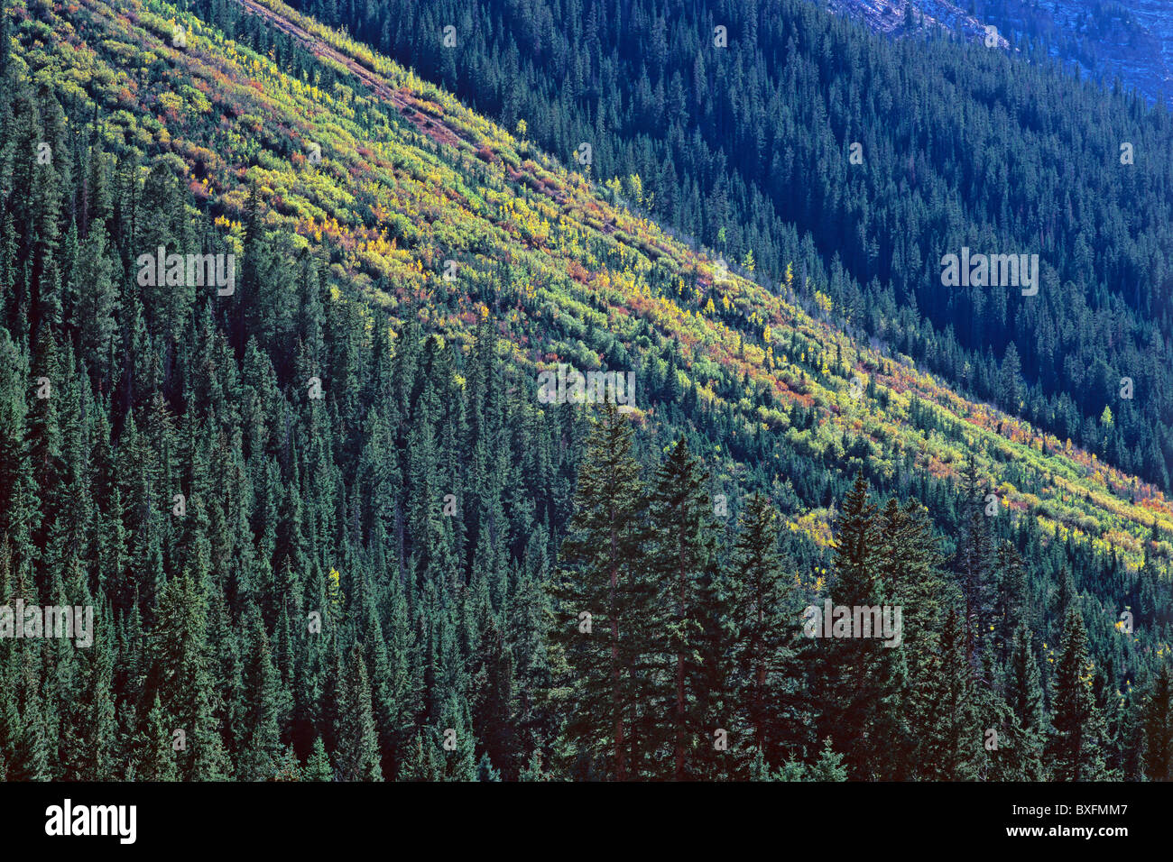 Maroon bells in autumn hi-res stock photography and images - Alamy