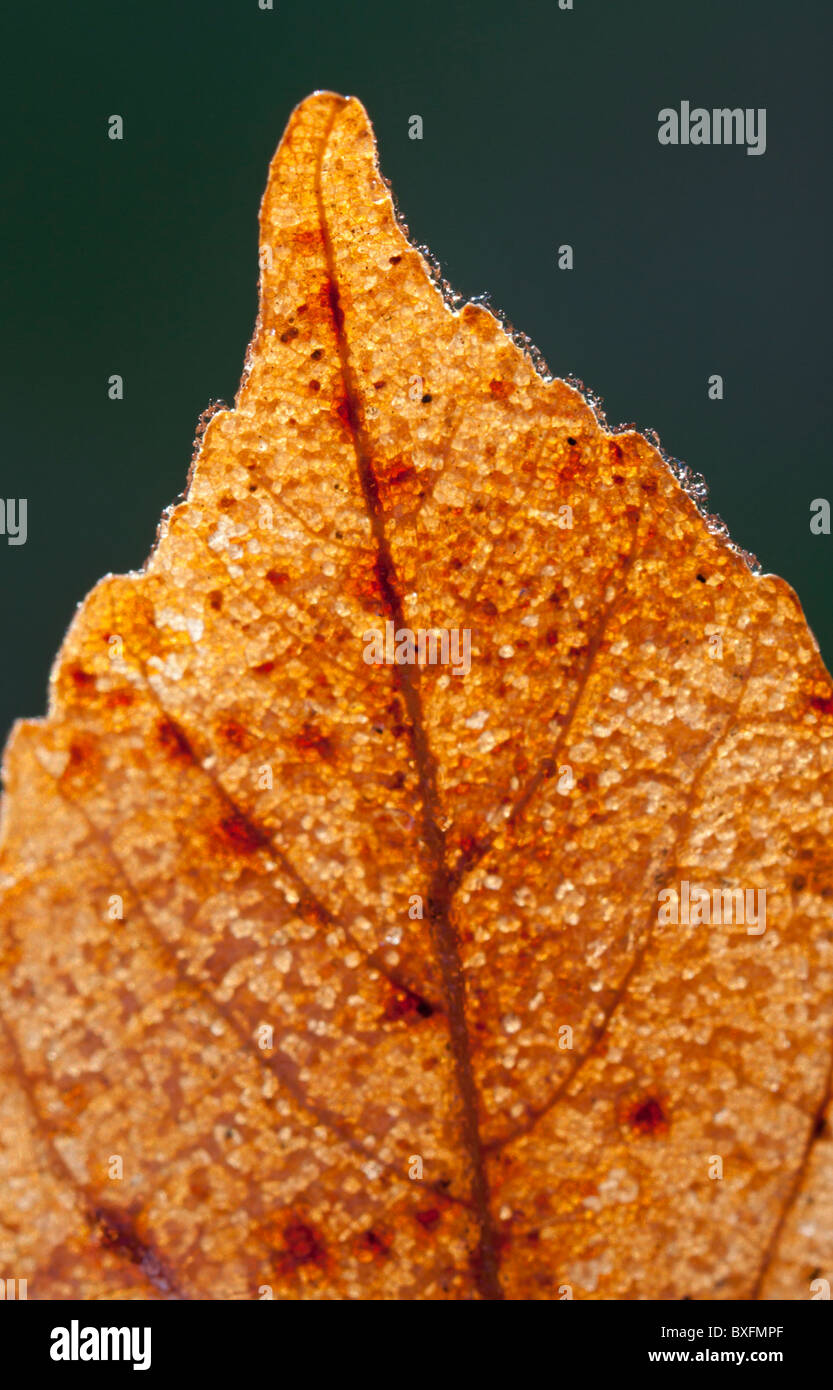 Autumn leaf with hoarfrost Stock Photo - Alamy