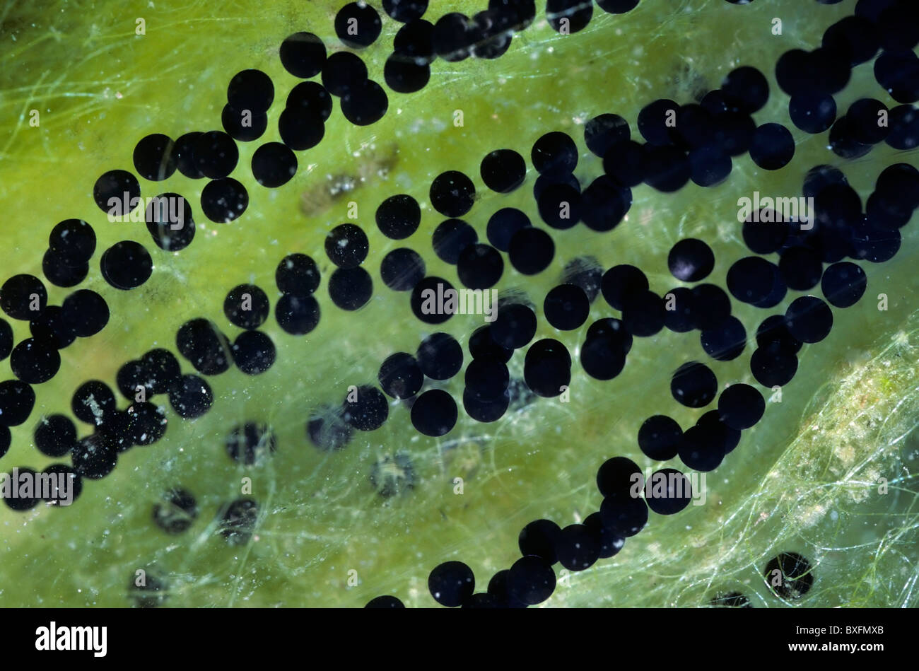 Strings of toadspawn from common toad / European toad (Bufo bufo ...