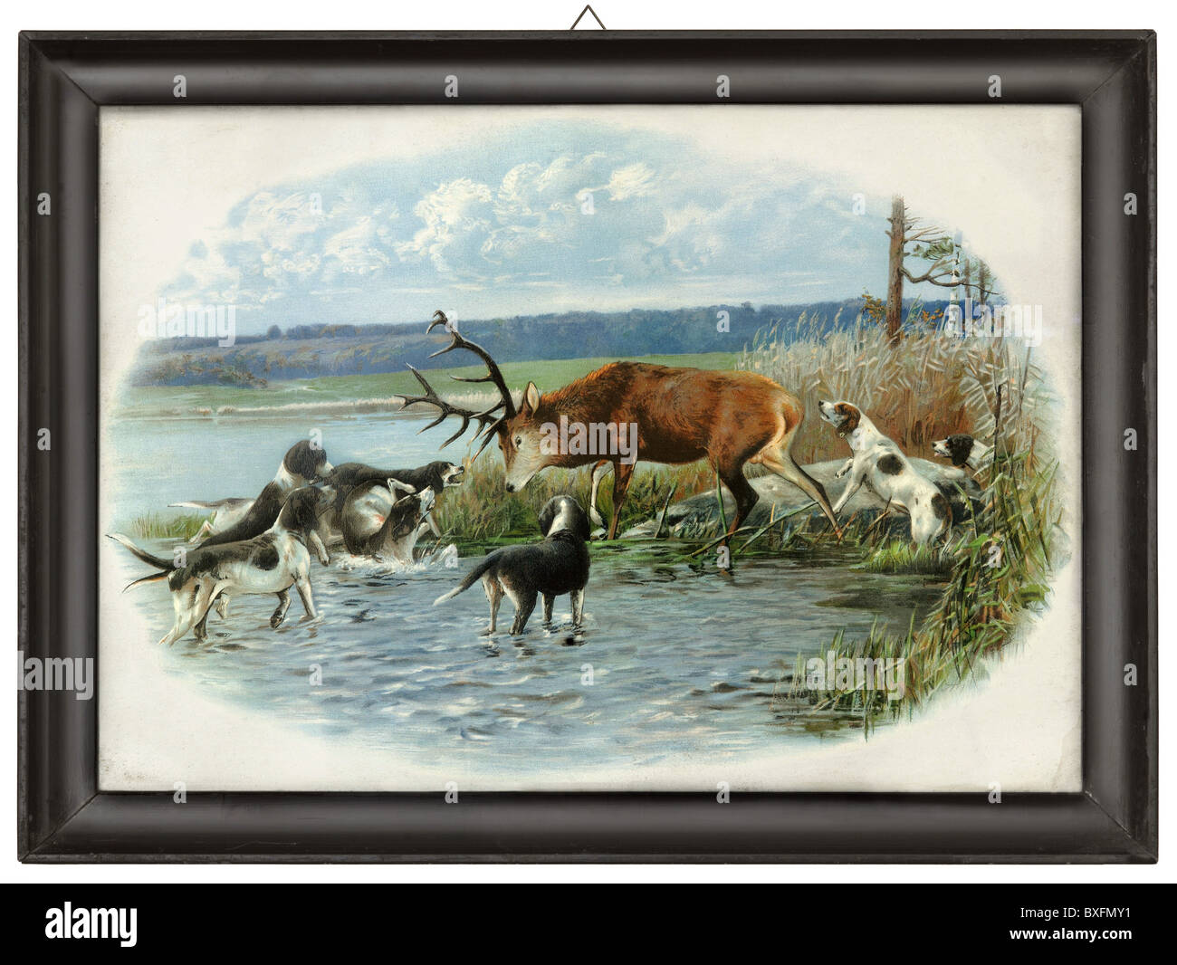 Mob of deer High Resolution Stock Photography and Images - Alamy