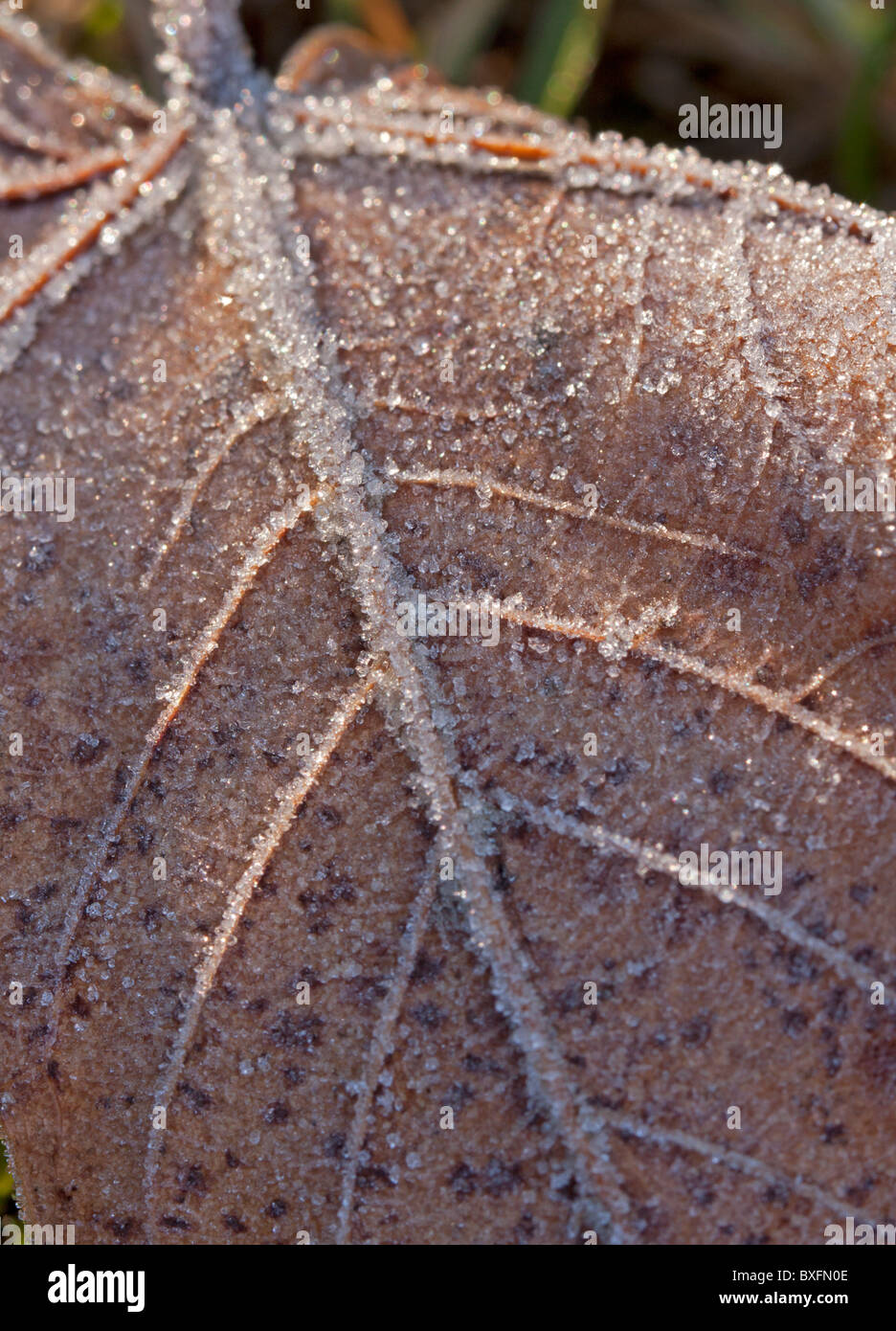 Hoarfrost veins hi-res stock photography and images - Alamy