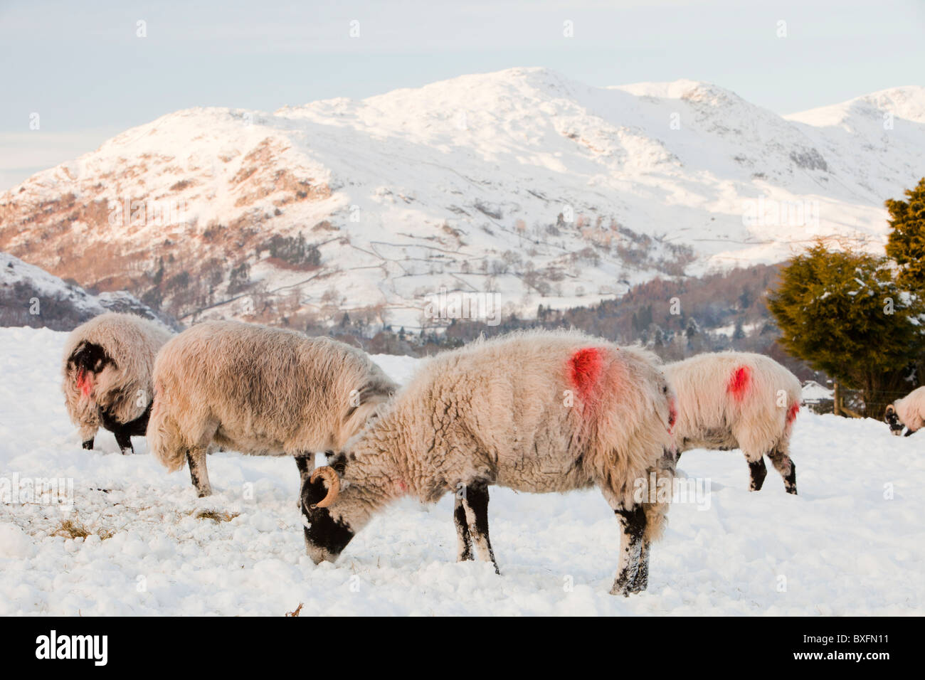 Sheep in Ambleside in snow during the December 2010 cold snap, Lake ...