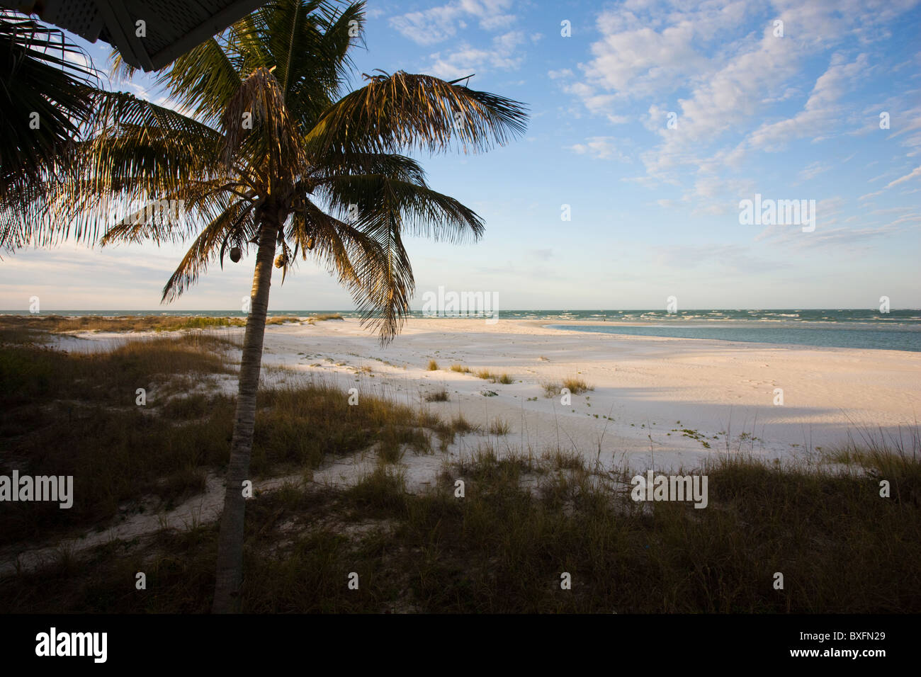 Idyllic shoreline and sandy beach scene with palm trees at Anna Maria ...