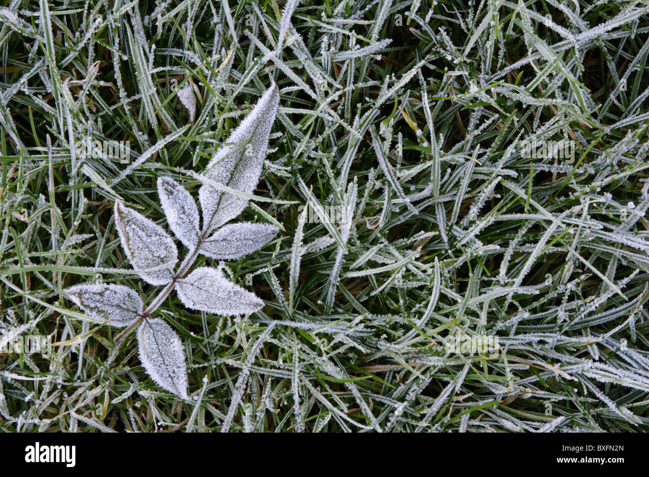 Frozen leaf in grass Stock Photo - Alamy