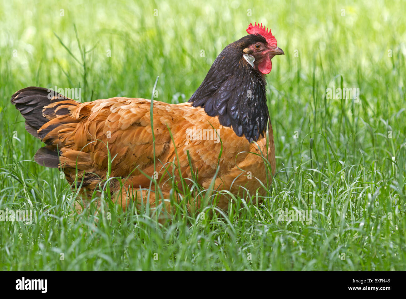 Domestic chicken - Gallus gallus domesticus Stock Photo - Alamy