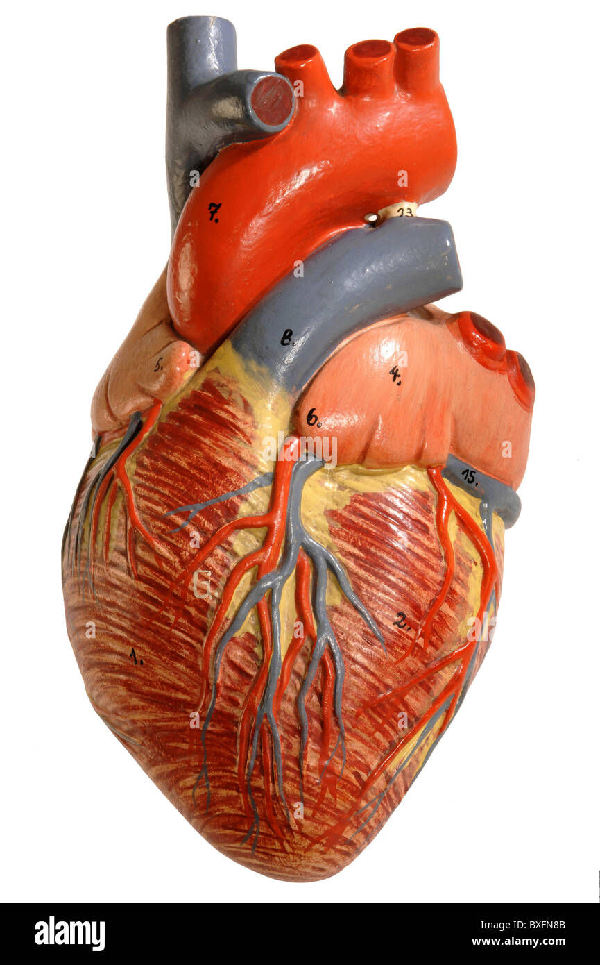 medicine, anatomy, organ, heart, medical example, East-Germany, 1954 ...