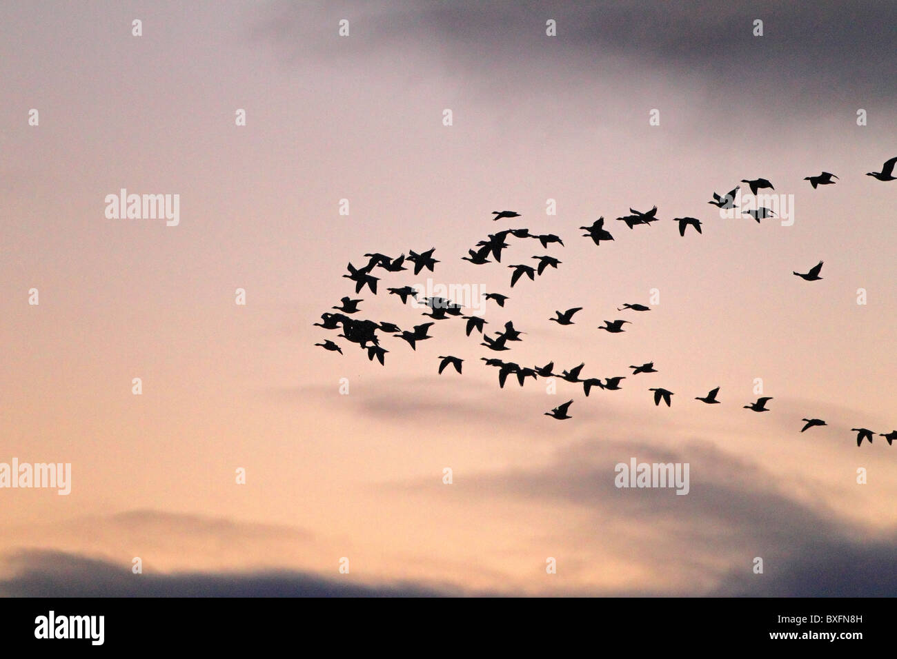 Flock of Barnacle geese flying against the dawn sky Stock Photo - Alamy