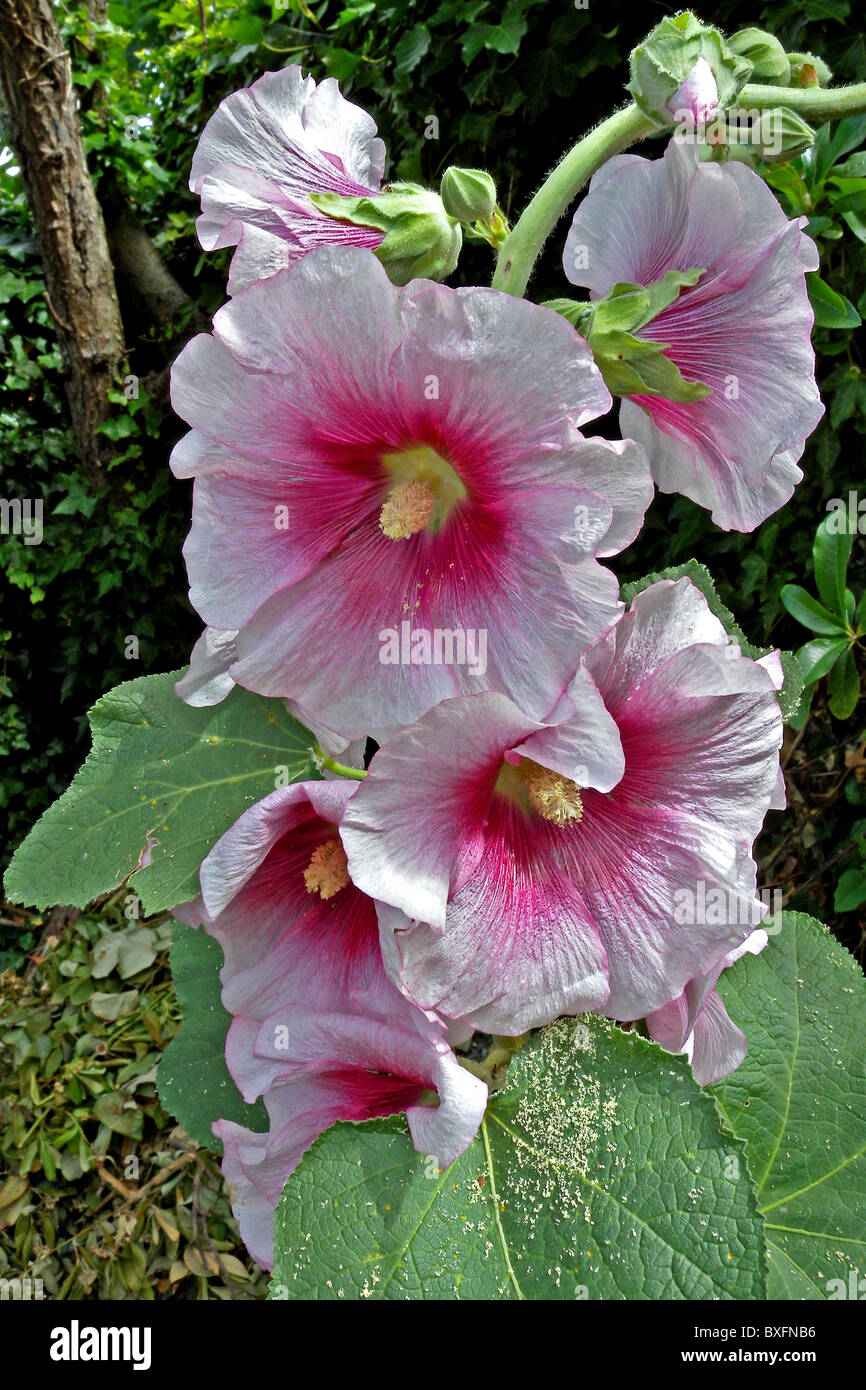 Close up of Holyhock showing flowers in full bloom Stock Photo - Alamy