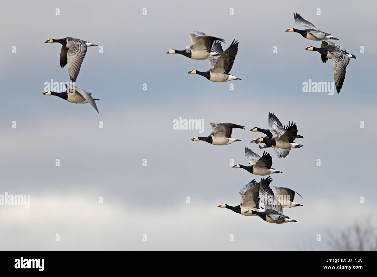 Small flock of barnacle geese in flight Stock Photo - Alamy