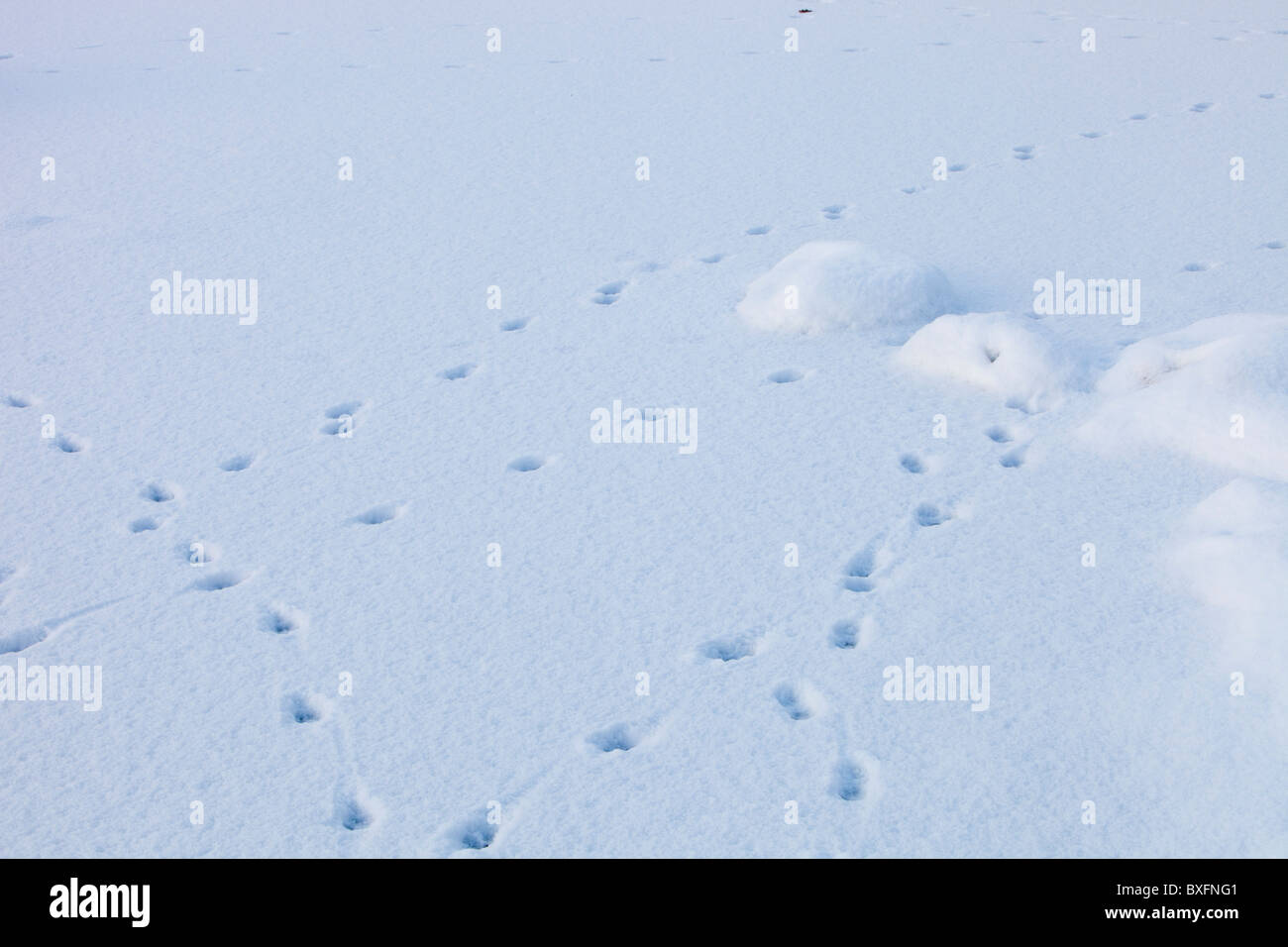 Sheep tracks hi-res stock photography and images - Alamy