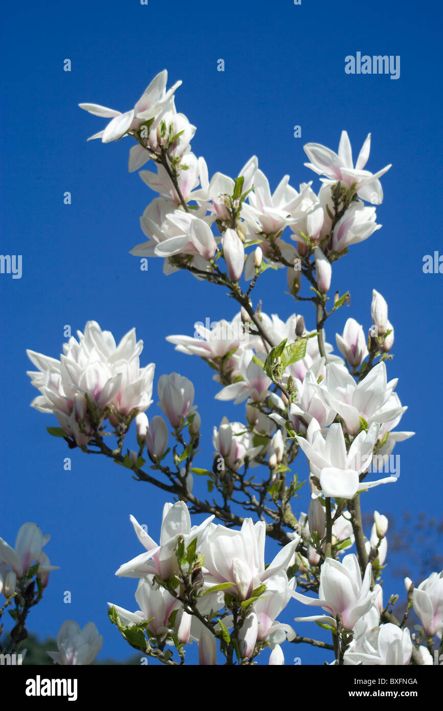 Blue magnolia hi-res stock photography and images - Alamy