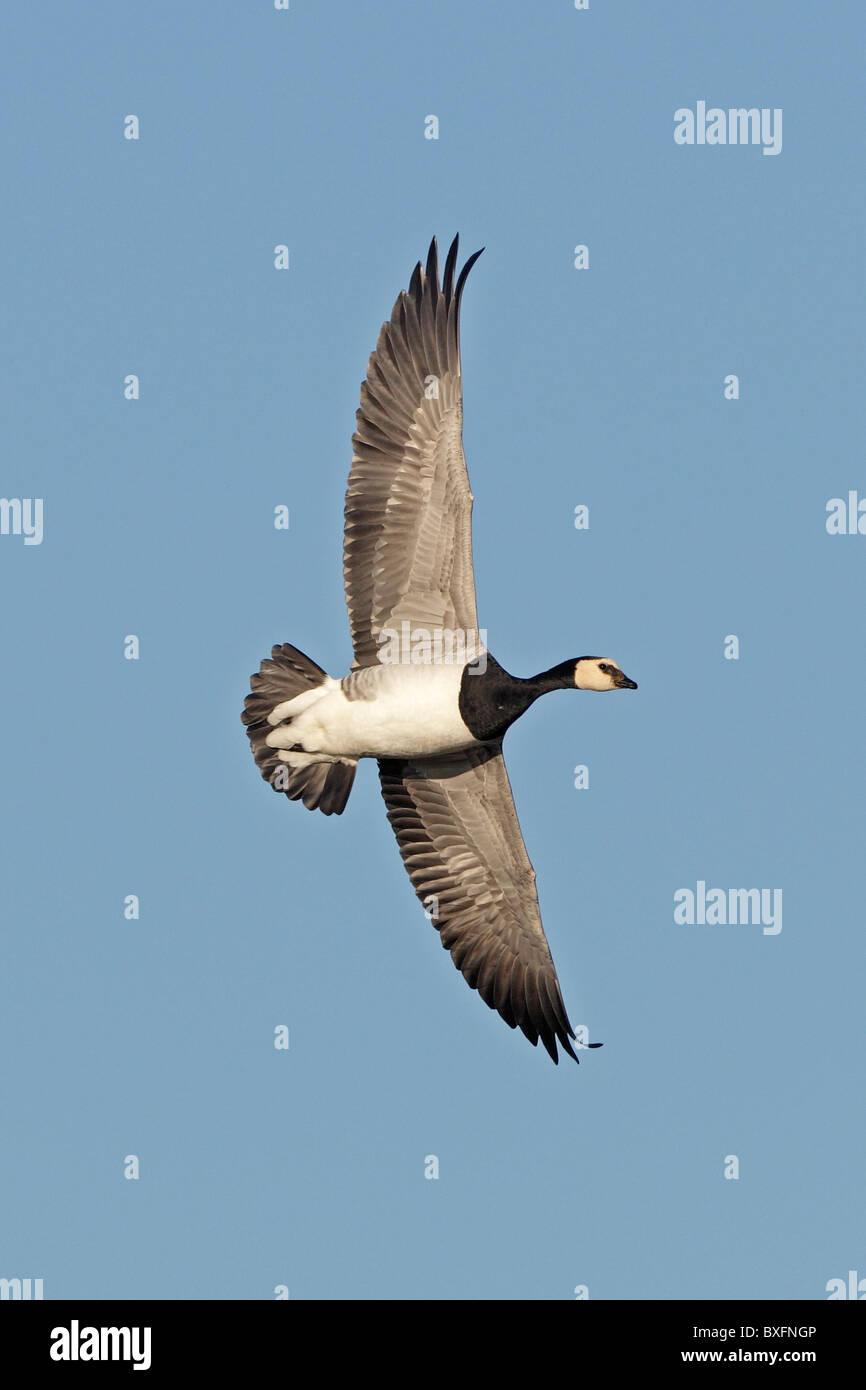 Barnacle goose in flight Stock Photo - Alamy
