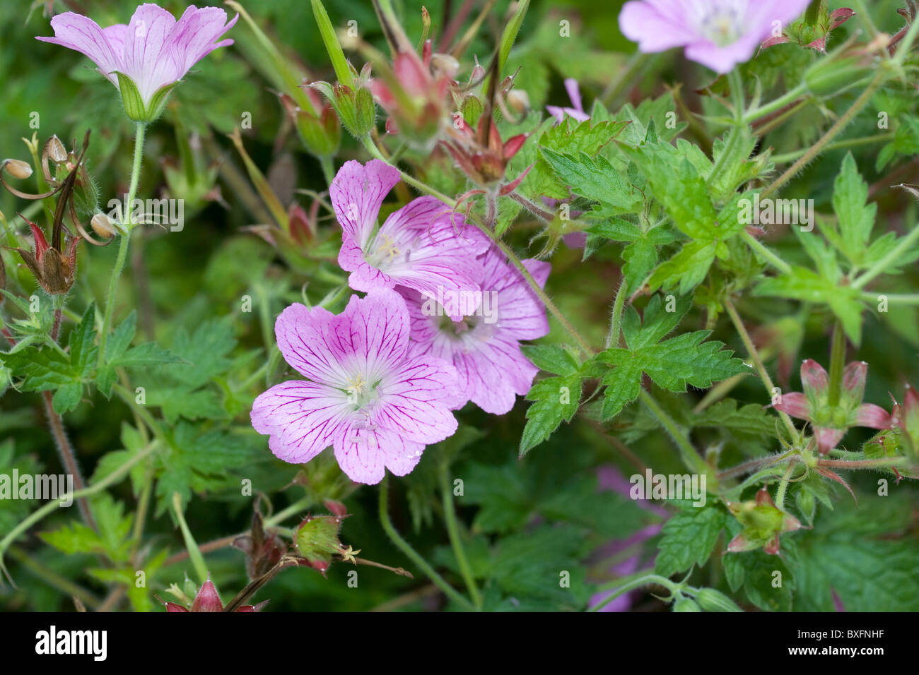 Hardy Geranium and leaves low growing Stock Photo - Alamy