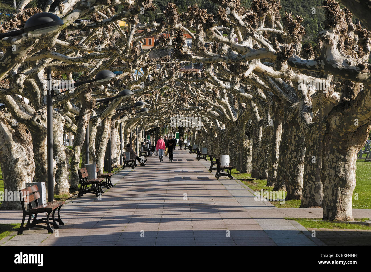 Path tree canopy along the promenade Santoña, Cantabria, Spain, Europe ...