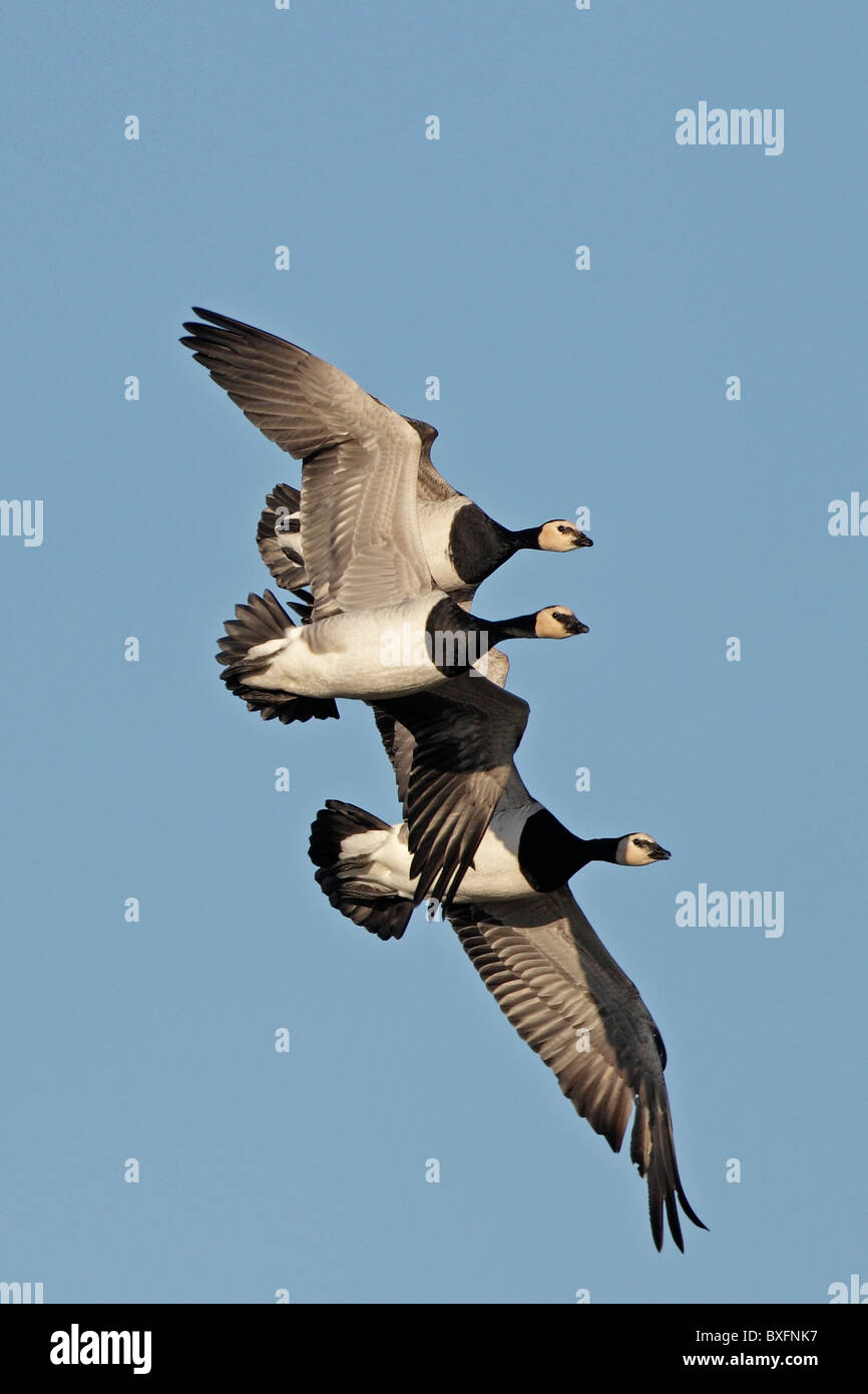 Three barnacle geese in flight Stock Photo - Alamy
