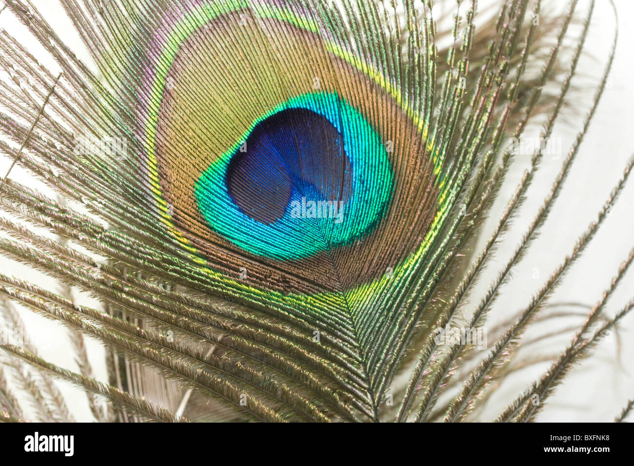 Macro peacock feather Stock Photo - Alamy