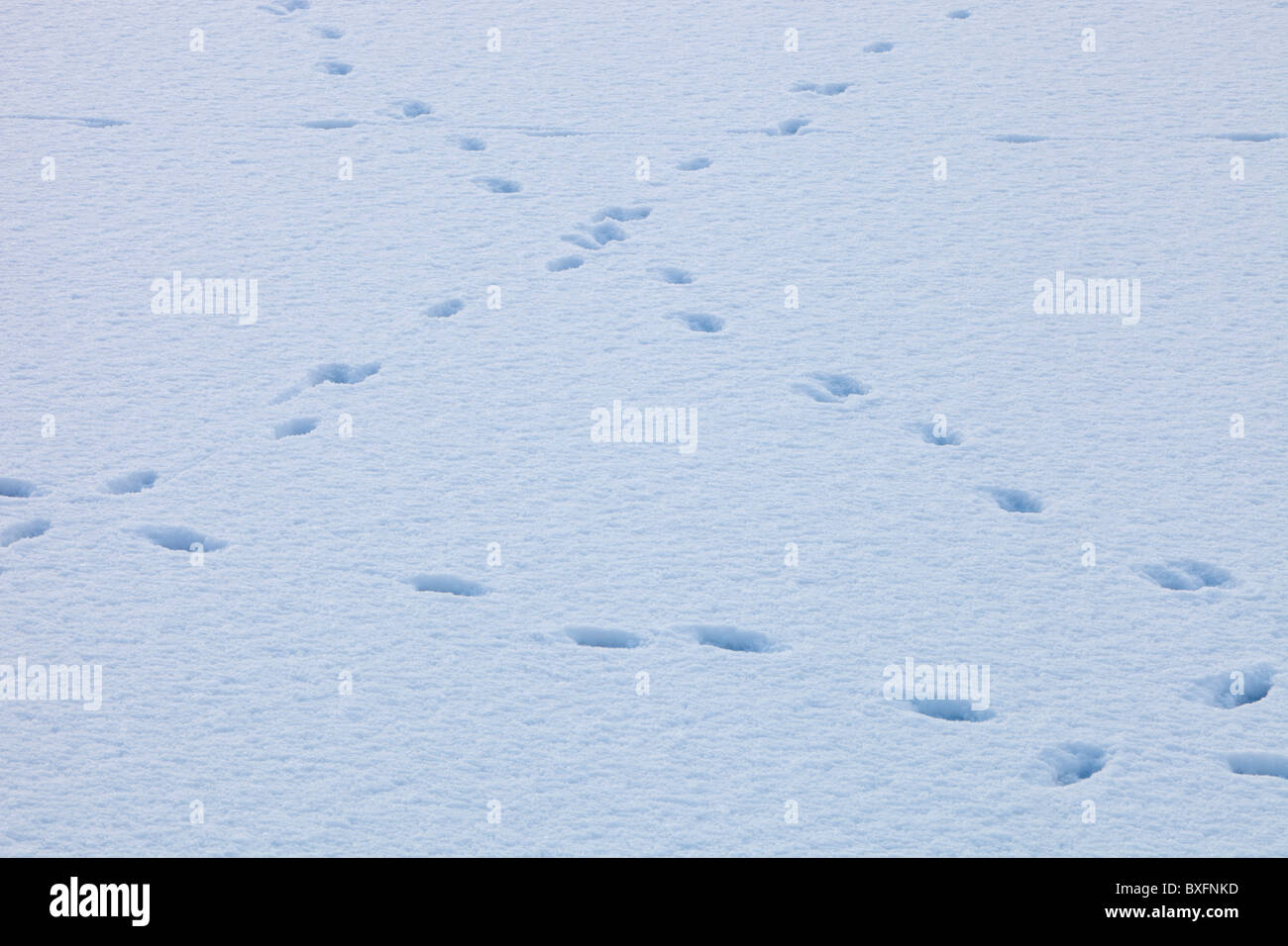 Sheep tracks in the snow on top of a frozen Rydal Water, Lake District ...
