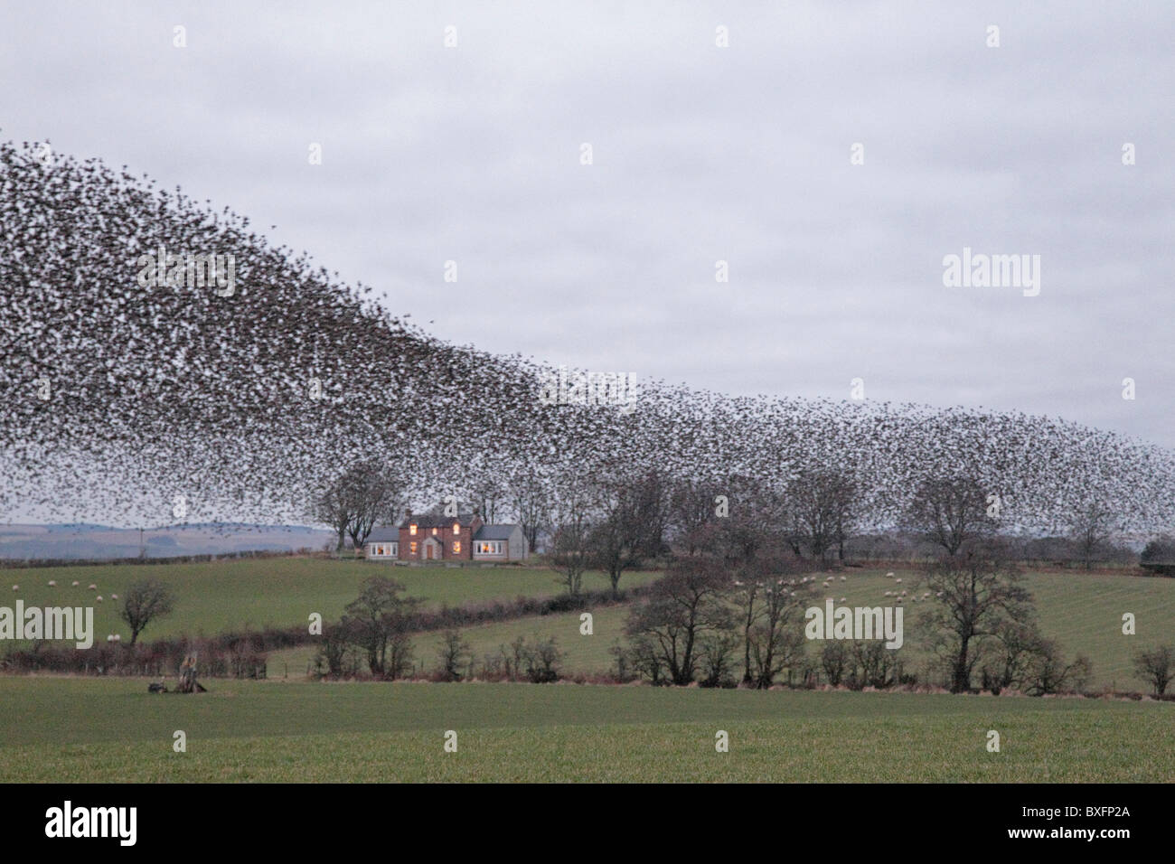 Starling roost hi-res stock photography and images - Alamy