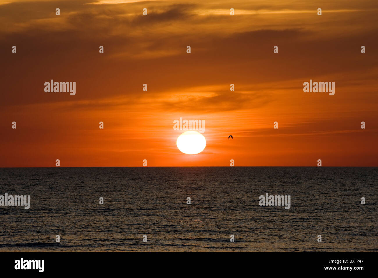 Lone bird flies at sunset over the Gulf of Mexico from Anna Maria ...