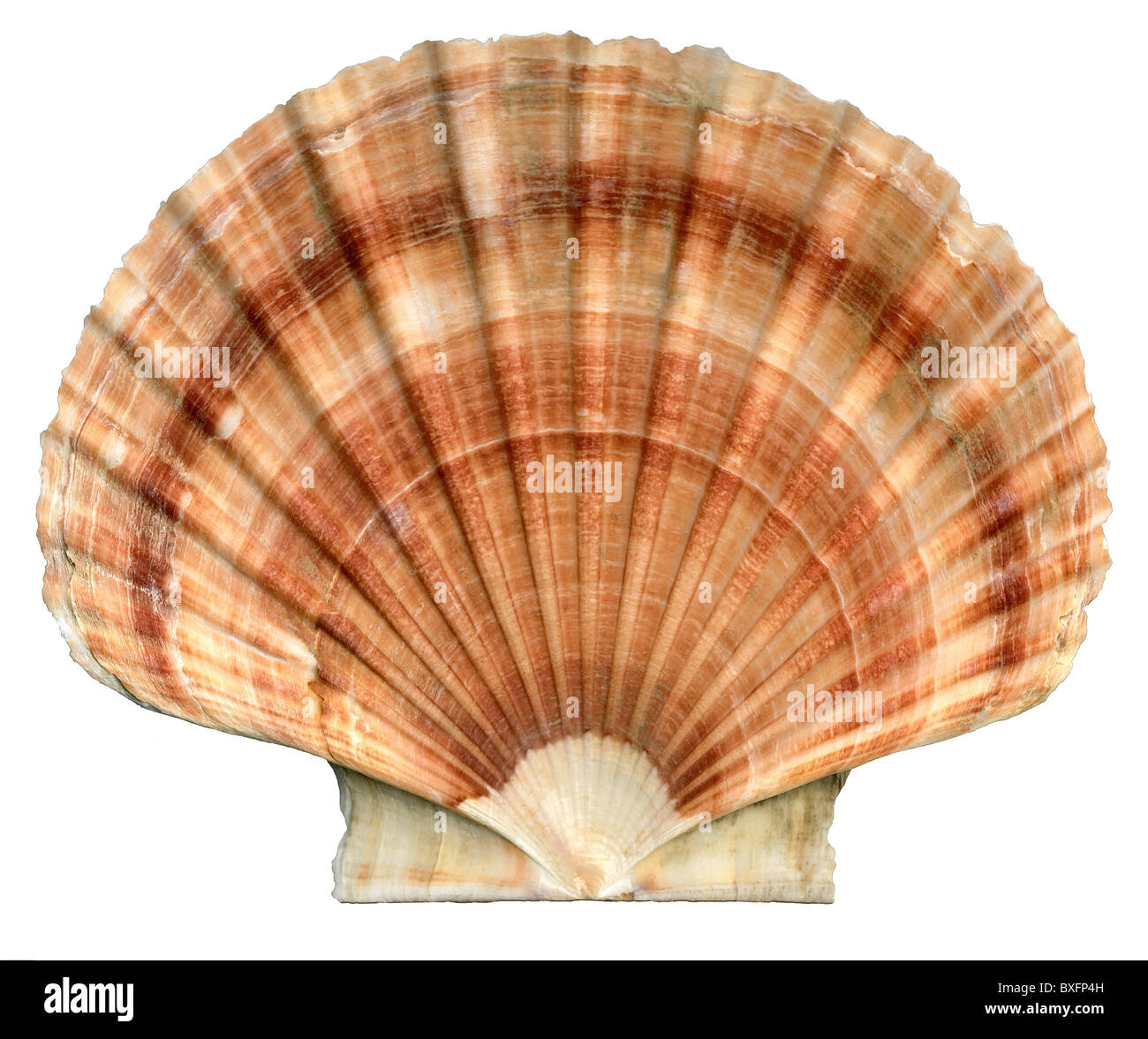 Scallop Is Animal at Harrison Greenwood blog