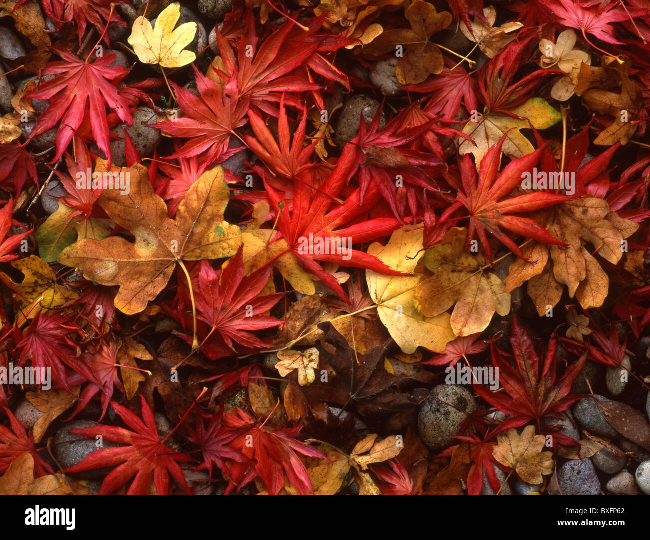Autumn leaves on stones Stock Photo - Alamy
