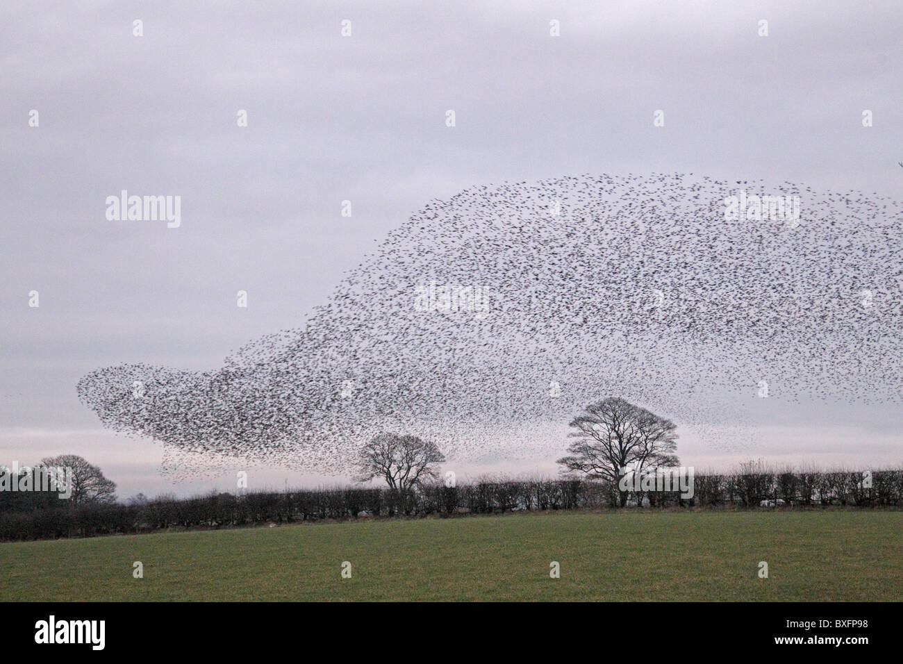 Common Starlings coming into roost Stock Photo - Alamy