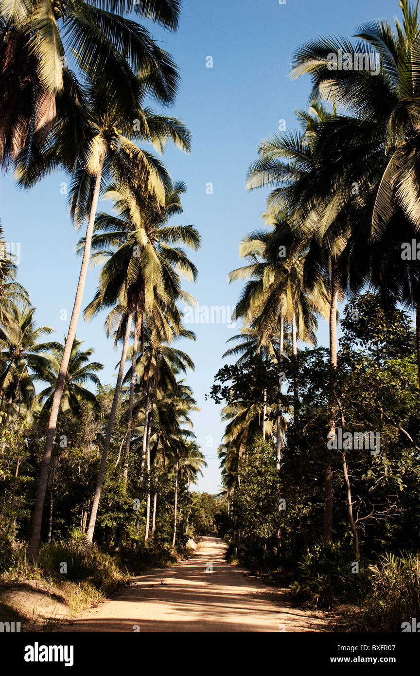 Sand road through the jungle full of palm trees in a blue sky Stock ...