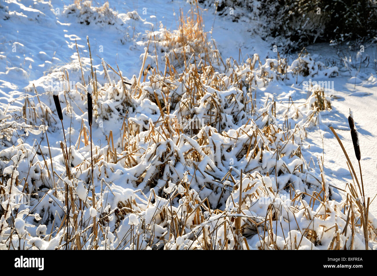 frozen grasses around pond Stock Photo - Alamy