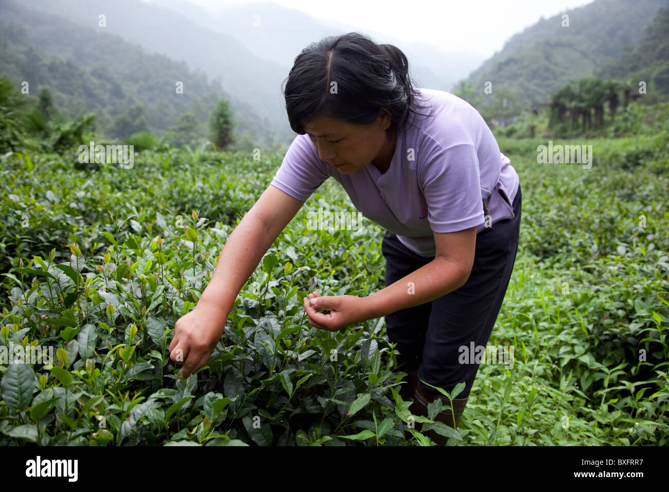 A farmer harvesting leaves of tea from a green tea plantation in the ...