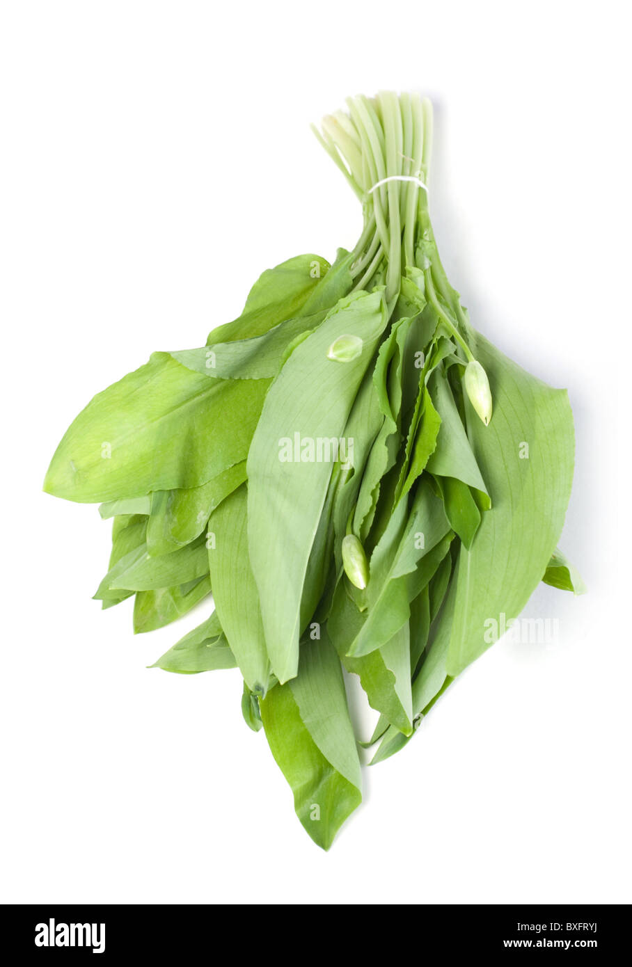Wild leek vegetable Stock Photo - Alamy
