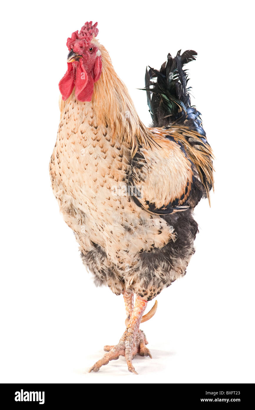 Rooster Cut Out Stock Images & Pictures - Alamy