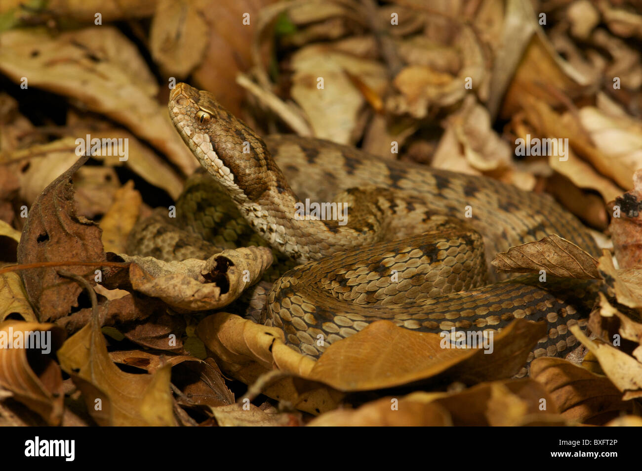 Asp viper lying in ambush on forest floor, French Pyrenees Stock Photo ...