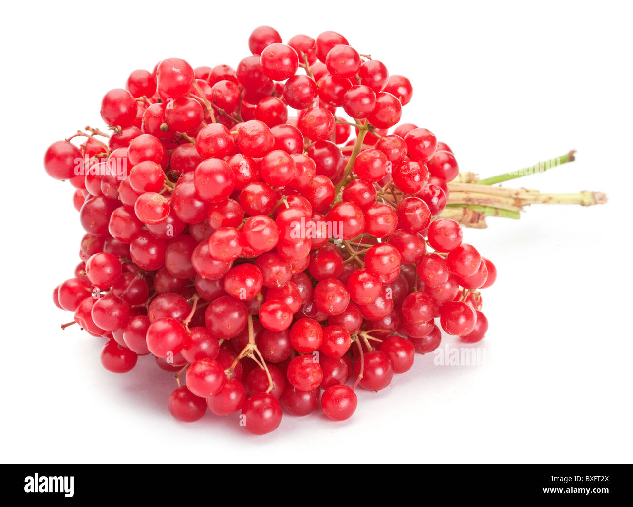 Viburnum isolated Cut Out Stock Images & Pictures - Alamy