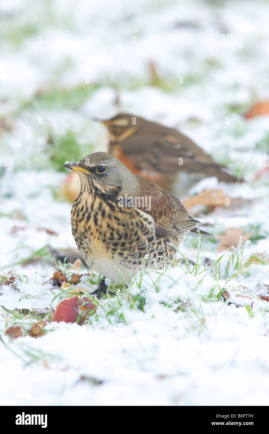 Redwing uk hi-res stock photography and images - Alamy