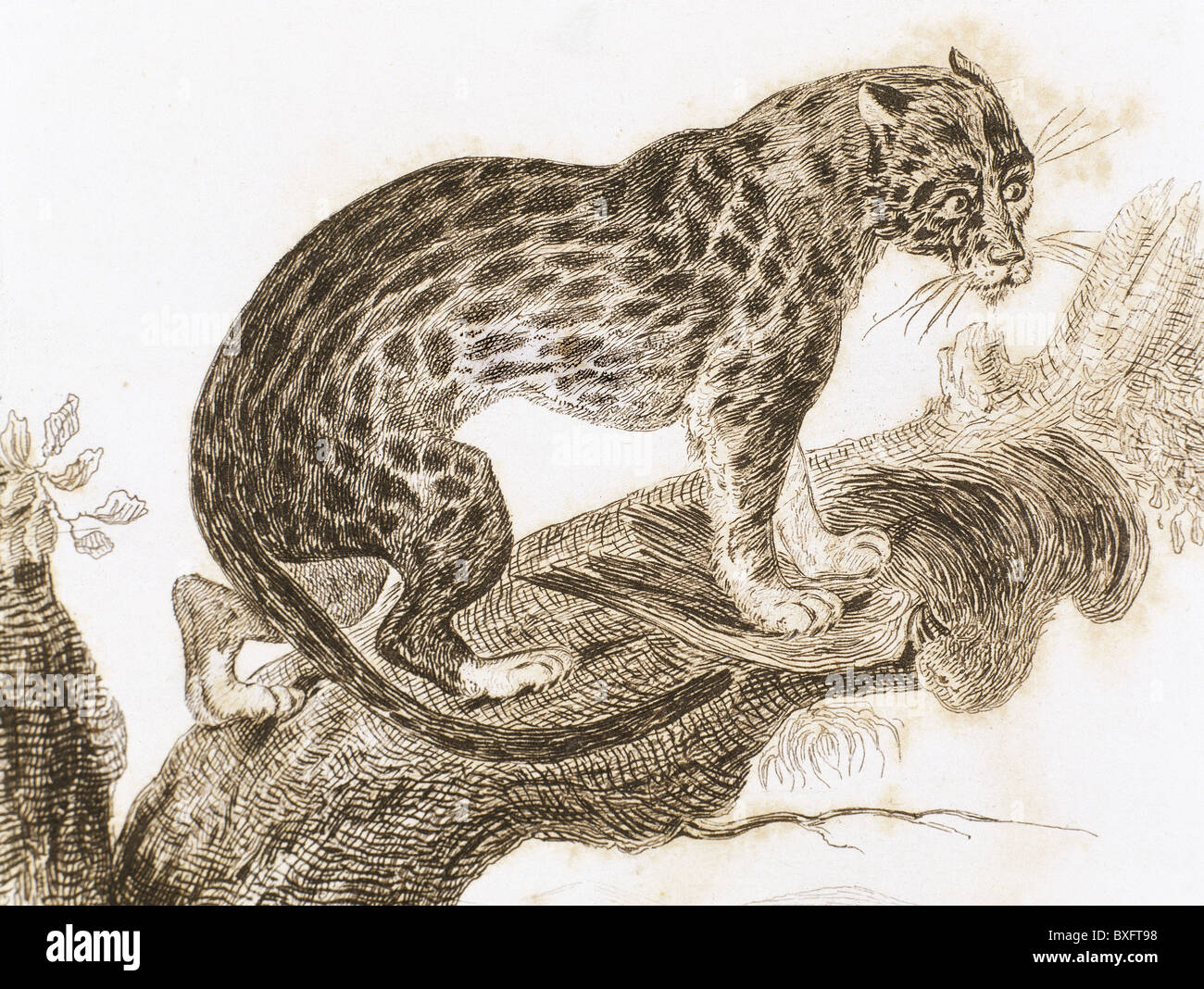 Ocelot. Live in South America. Engraving 1841 Stock Photo - Alamy