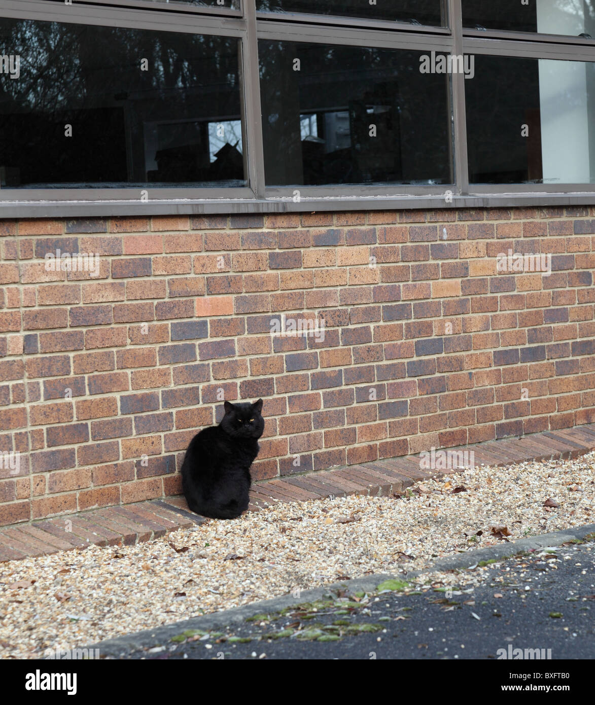 Black cat against brick wall Stock Photo - Alamy