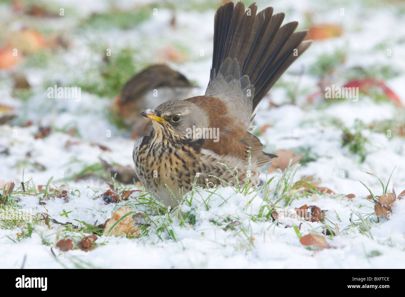 Fieldfare Foraging High Resolution Stock Photography and Images - Alamy