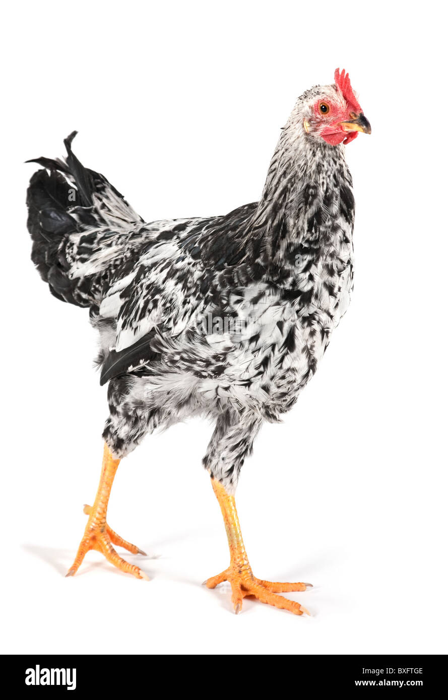 Young rooster hi-res stock photography and images - Alamy