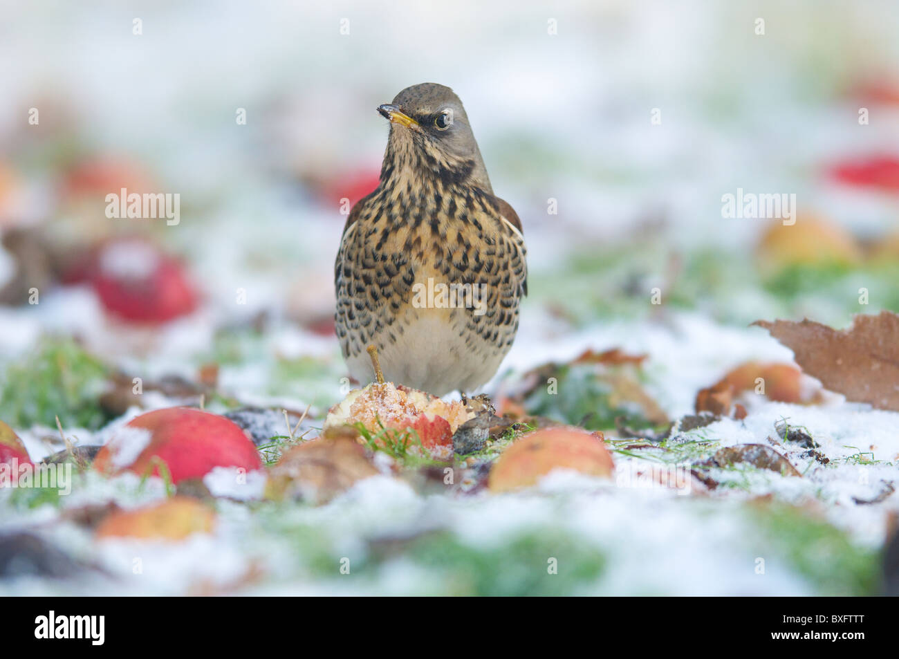 Fieldfare foraging hi-res stock photography and images - Alamy