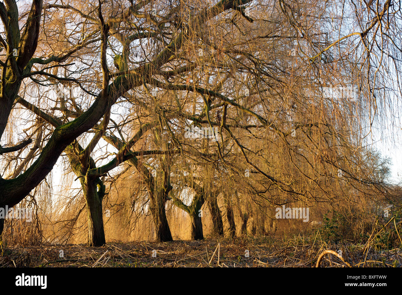 riverside willow trees at sunrise Stock Photo - Alamy