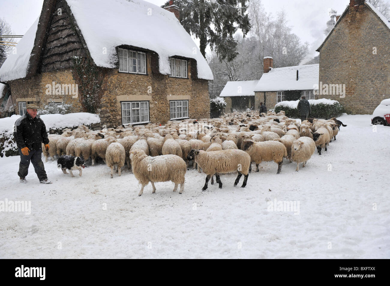 Sheep being herded through Wytham village, just north of Oxford Stock ...