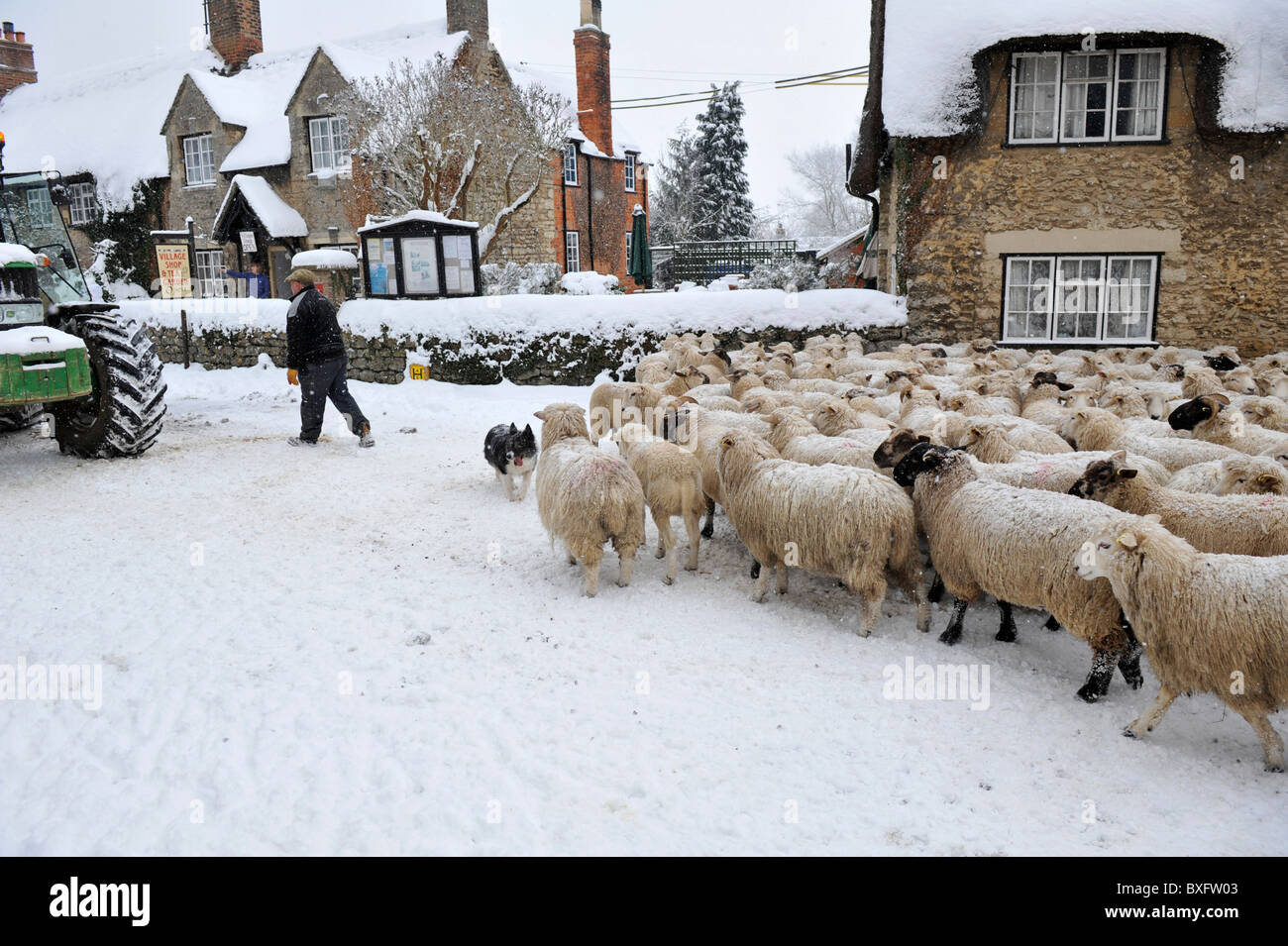 Sheep being herded through Wytham village, just north of Oxford Stock ...