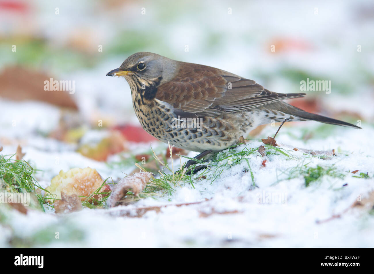 Fieldfare winter visitor hi-res stock photography and images - Alamy