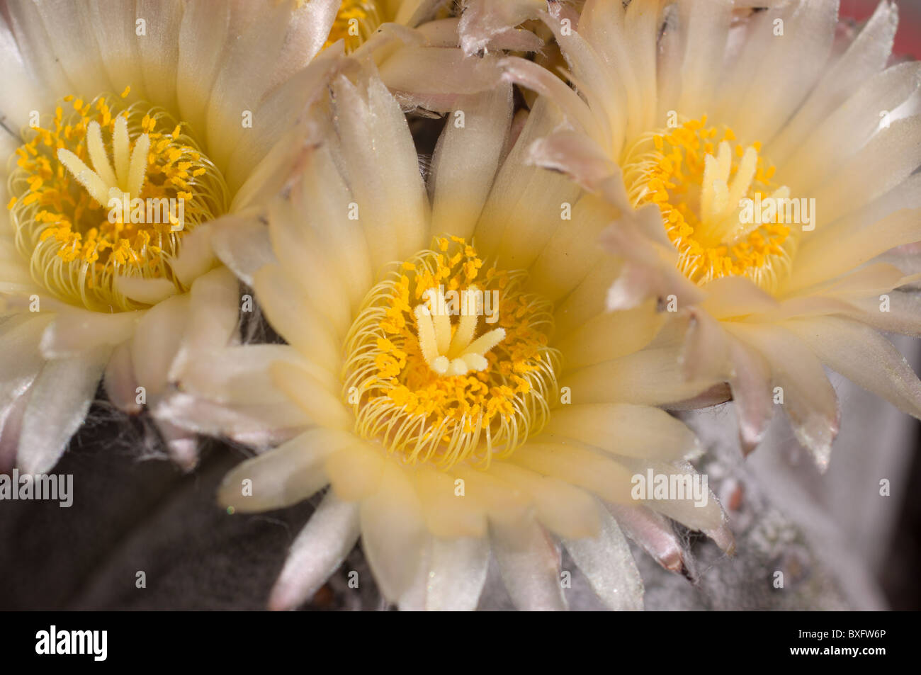 Bishop´s cap cactus (Astrophytum myriostigma) during spring Stock Photo ...