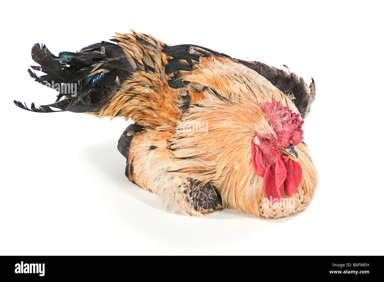Rooster hi-res stock photography and images - Alamy
