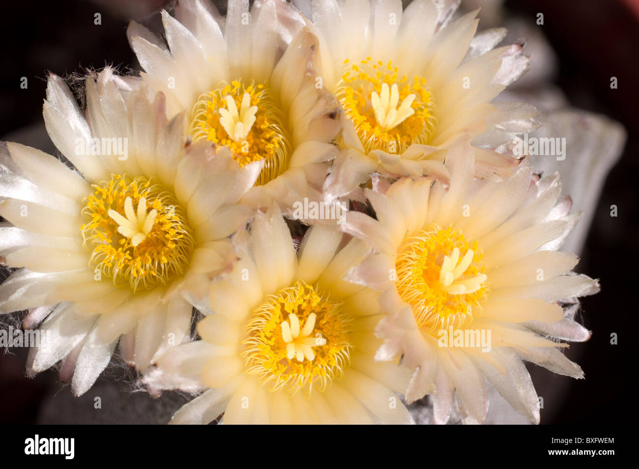 Bishop´s cap cactus (Astrophytum myriostigma) during spring Stock Photo ...