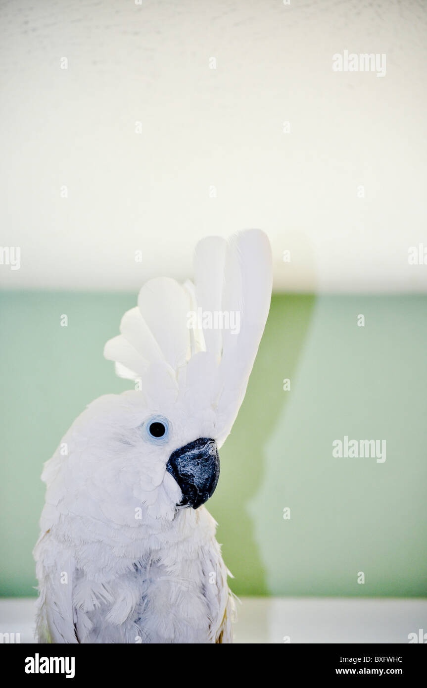 domestic bird pet parrot Stock Photo - Alamy