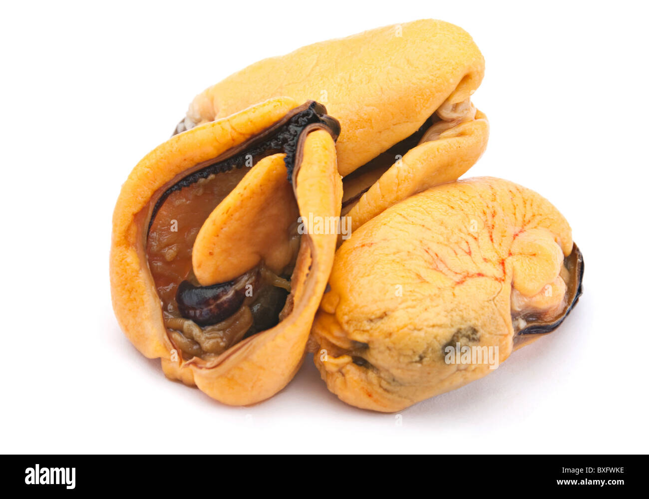 Mussel Cut Out Stock Images & Pictures - Alamy
