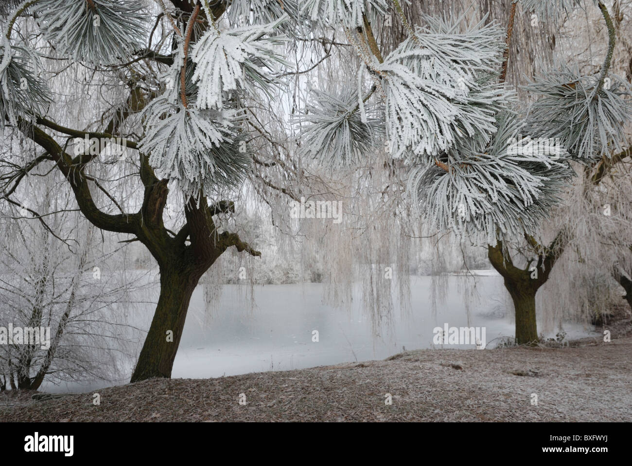 Frost covered trees beside a frozen lake. Lincolnshire, England Stock ...